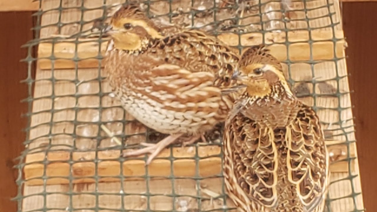 A different angle on things. 🐥 - YouTube