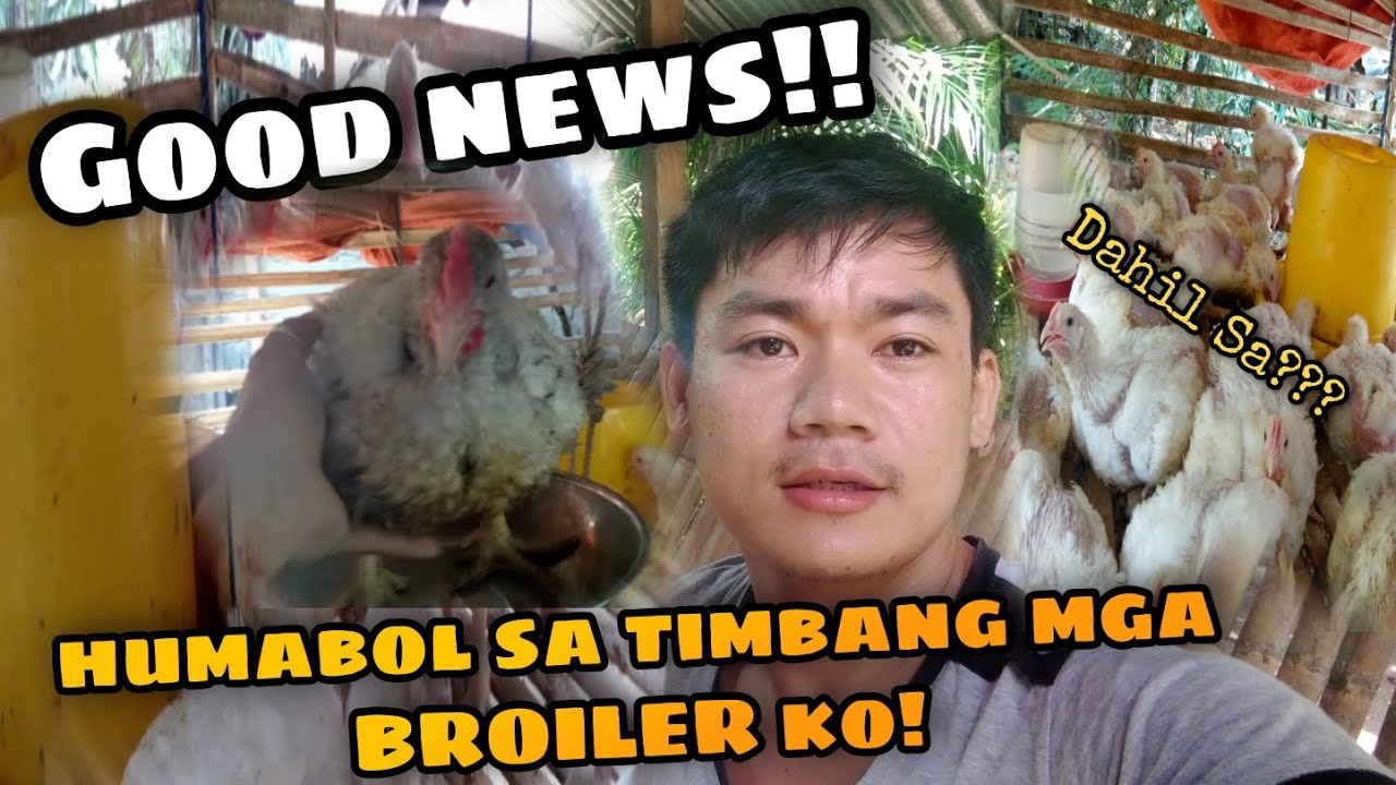 Update 31 days old - Humabol na sa timbang ang 45 days BROILER CHICKEN KO | JAY TIPS TV - YouTube