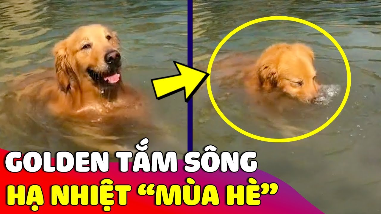 Golden đòi Sen cho đi 'TẮM SÔNG' để hạ nhiệt 'MÙA HÈ' và cái kết gọi ...