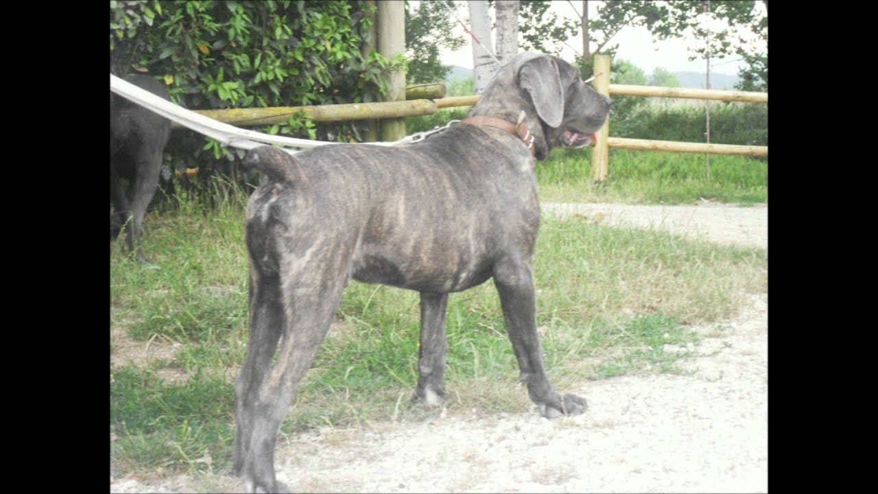 Cane Corso New! - YouTube