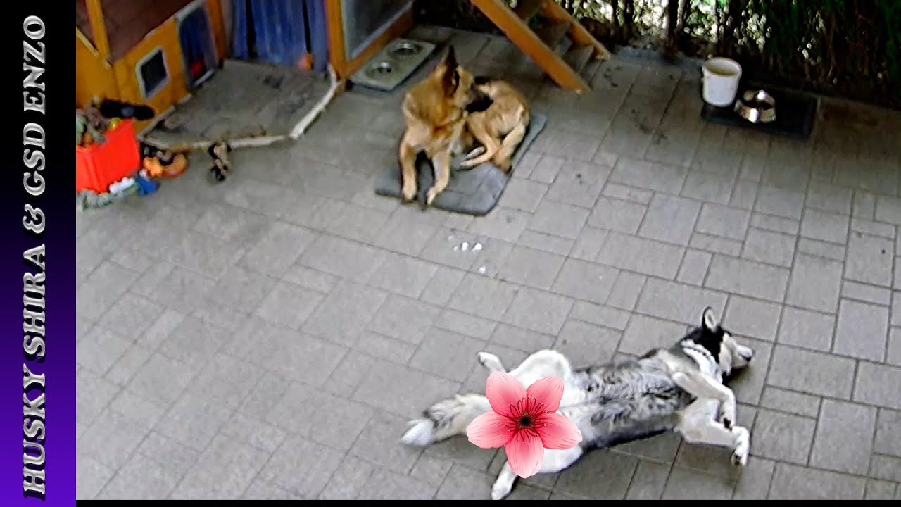 The Quirks Of My Pupperonis' - YouTube