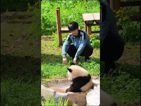 小月亮玩水 #panda #熊日常 #cuteanimals #cute #cutepanda #animals