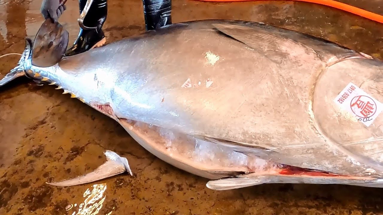 Jumbo 450kg Monster Bluefin Tuna Perfect Cutting #bluefintuna - YouTube
