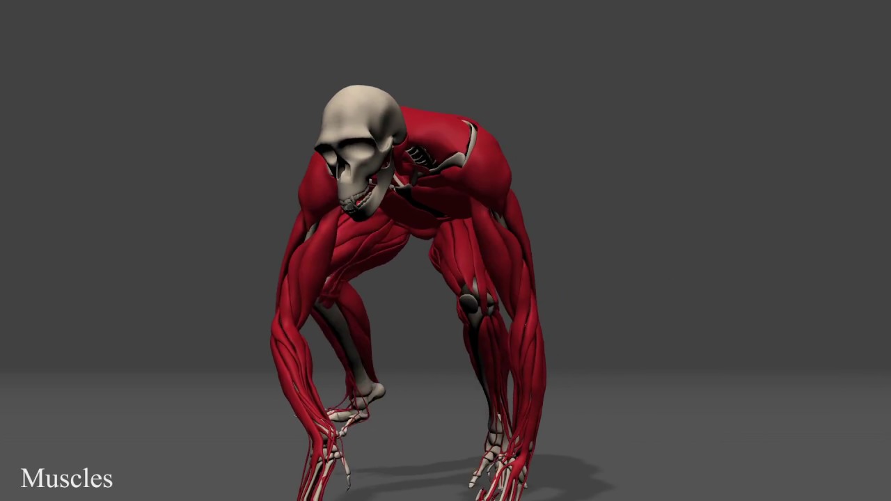 Ape Standing___Muscles-Fascia-Fat-Skin with Ziva - YouTube