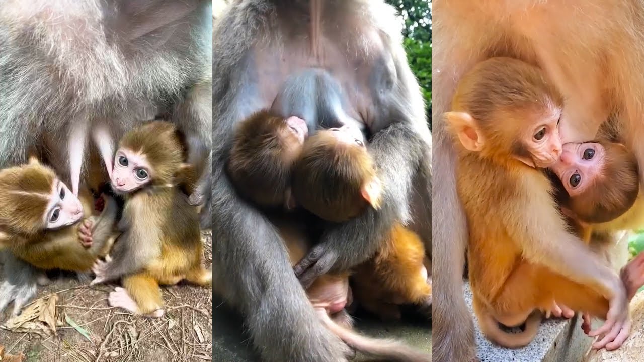 The twin monkeys are so cute, the mother monkey happily holds her two baby monkeys in her arms ...