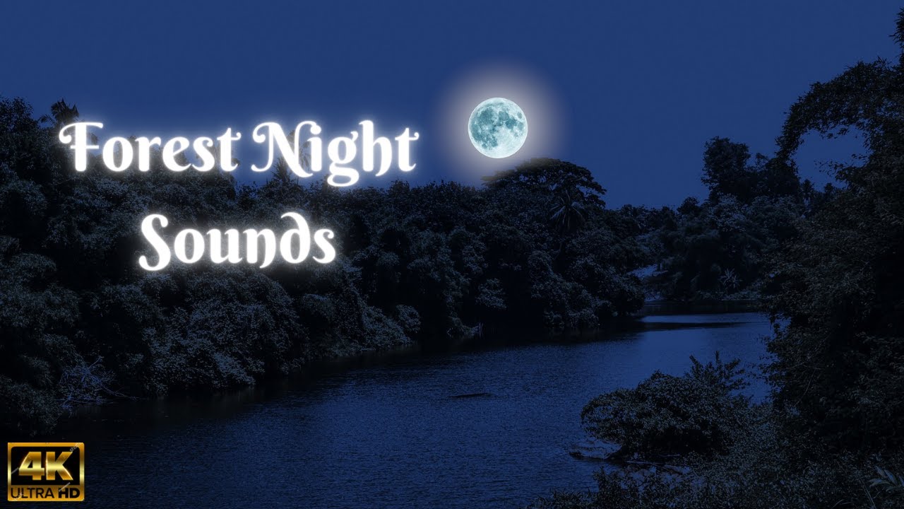 Forest night sounds: How to make the perfect sleep environment with ...