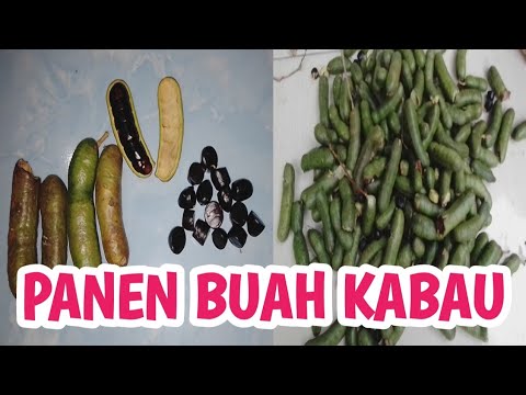 PANEN BUAH KABAU || BUAH LANGKA, JENGKOL MINI - YouTube