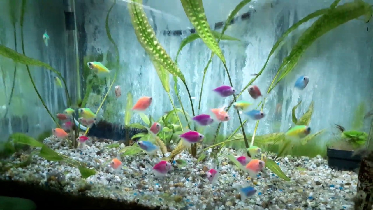 PRIKAZ RIBICA - KOLOR TETRA - YouTube