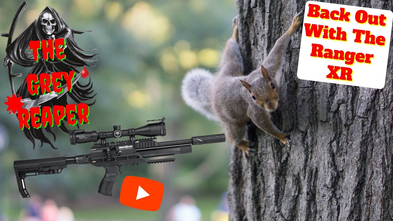 Air Rifle Grey Squirrel Shooting Back Out With The BRK Ranger XR - YouTube