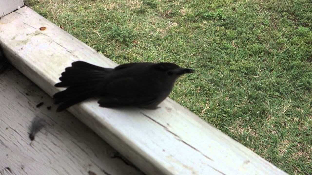 Trapped bird - YouTube