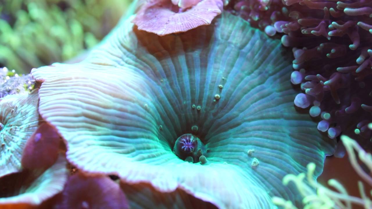 Discosoma Sp green - YouTube