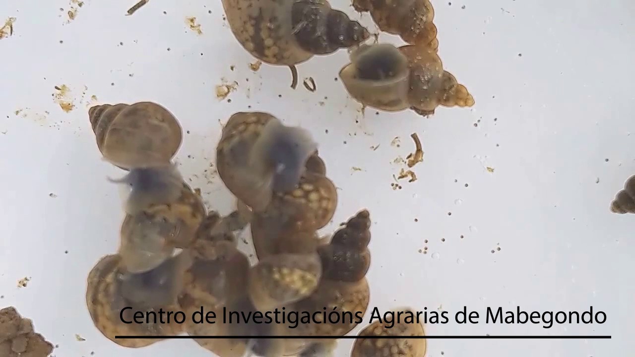 Cercarias Calicophoron - YouTube