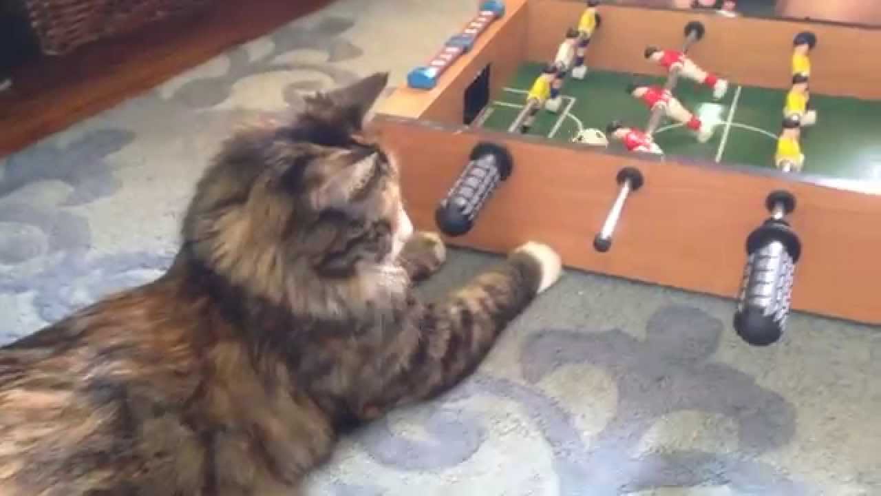 Cat Soccer full game Kot gra w pilke nozna - YouTube