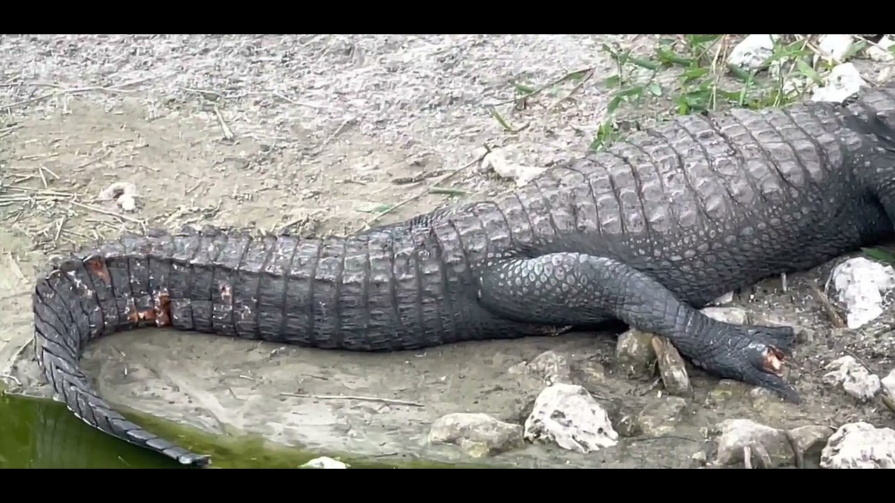Gator got in a fight with another Gator - YouTube