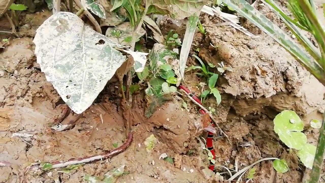 Transandean Capuchin Coral Snakes (Micrurus dumerilii) - YouTube