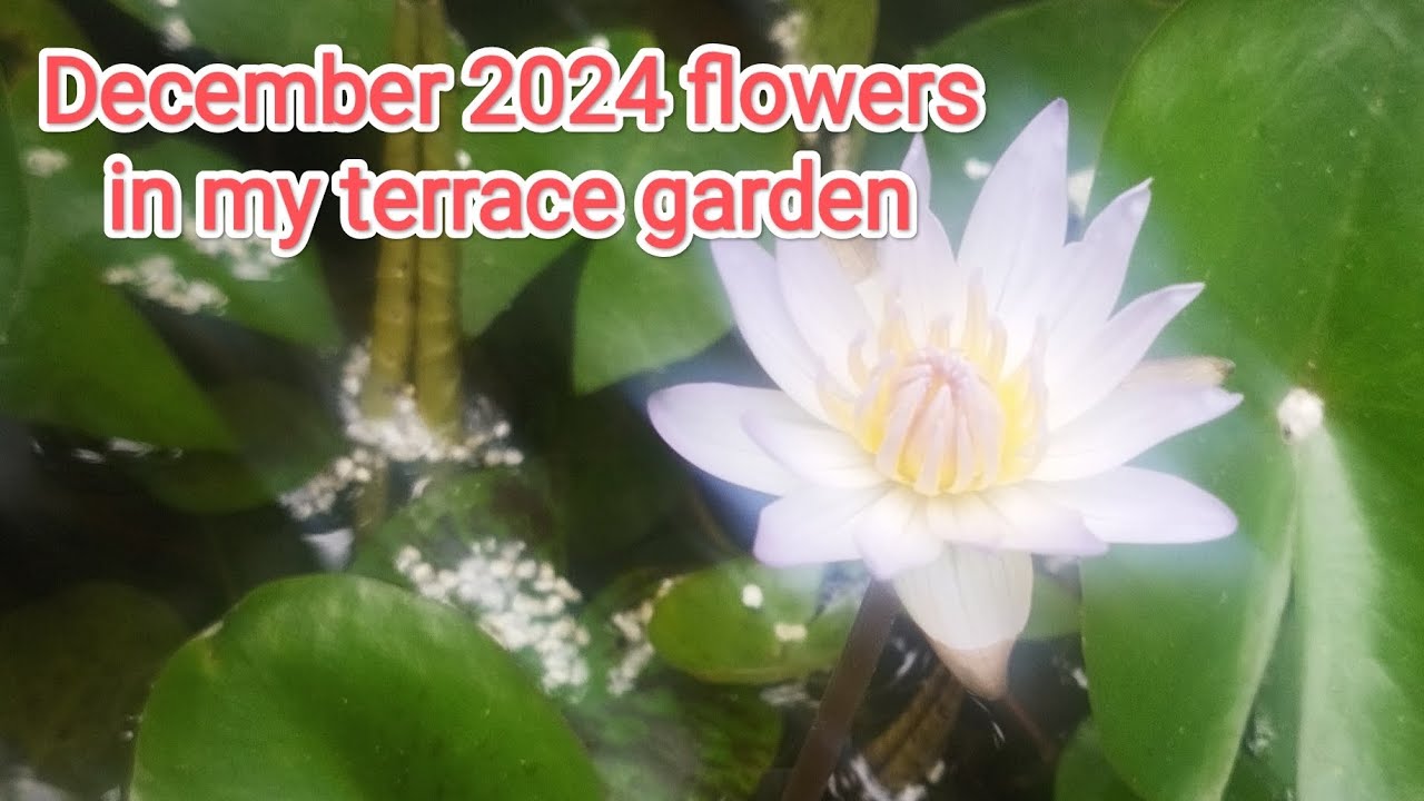 December 24 flowers blooming - YouTube