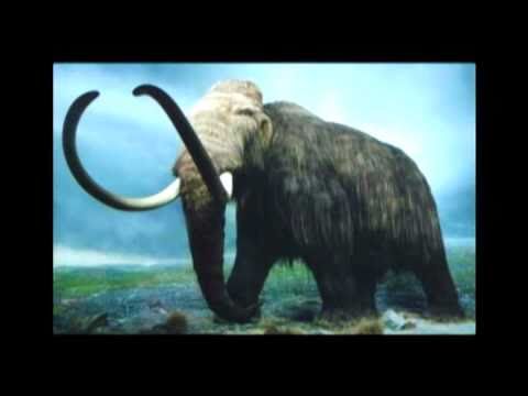 Wooly Mammoth Coming Back To Life? - YouTube