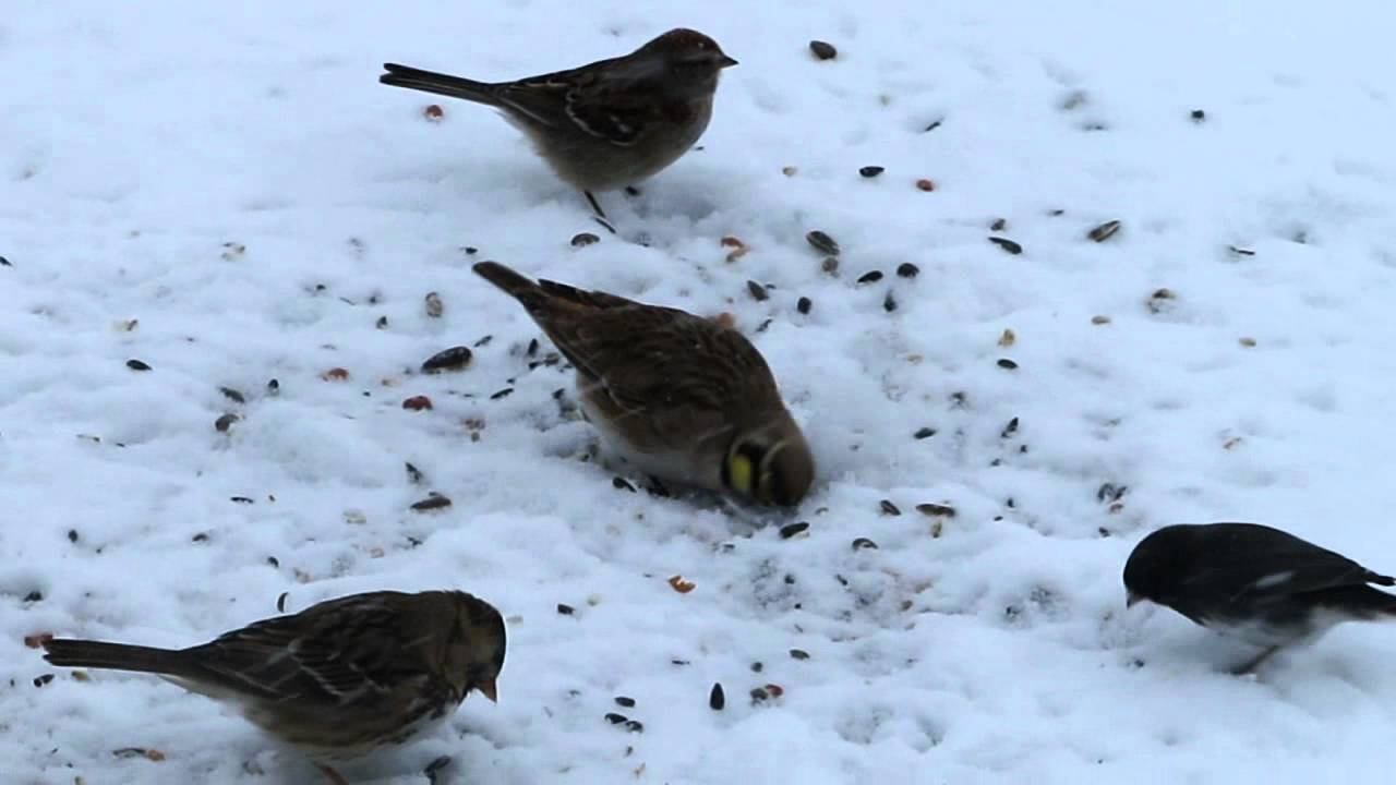 Horned Lark, Dark Eyed Juncos, American Tree Sparrows, Harris's Sparrow ...