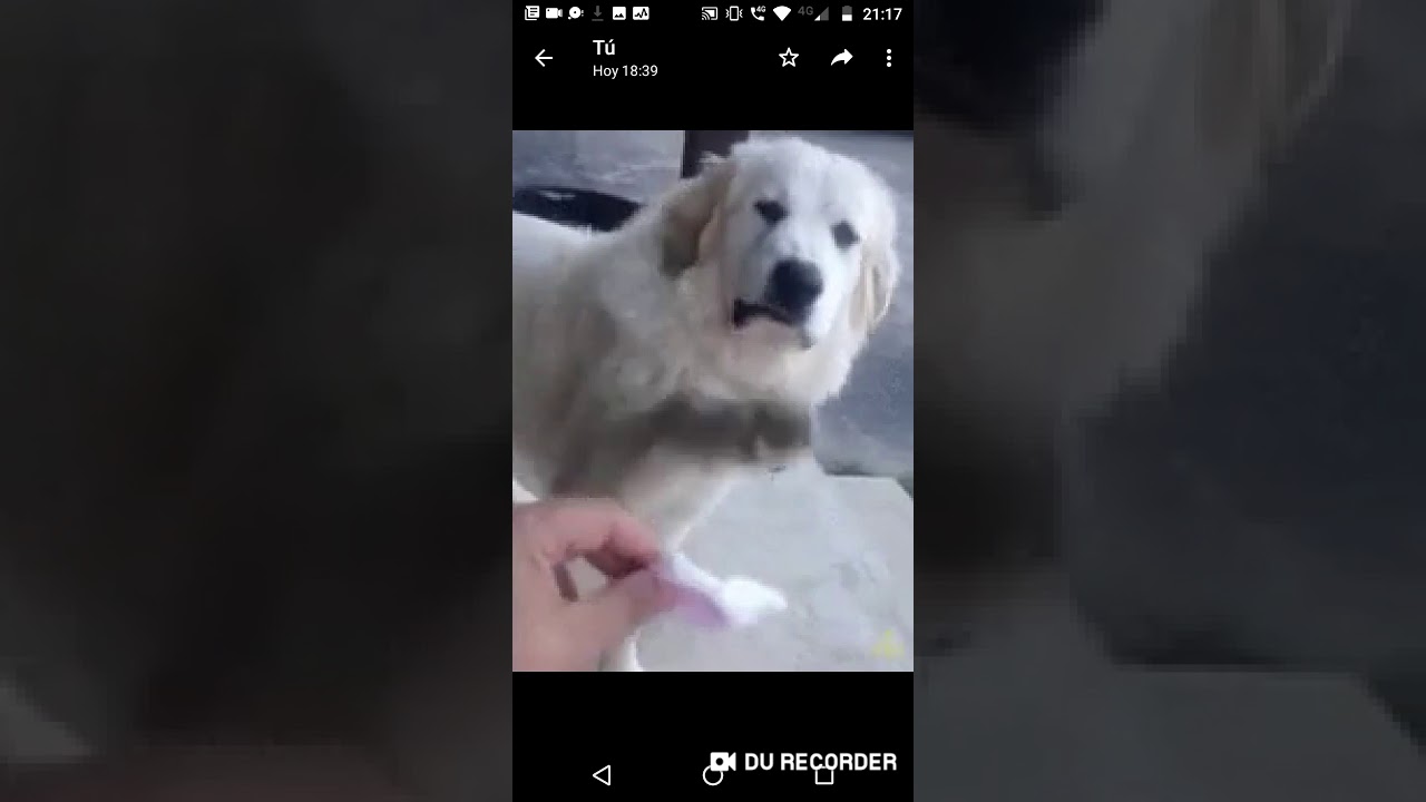 Perrito con Asco - YouTube