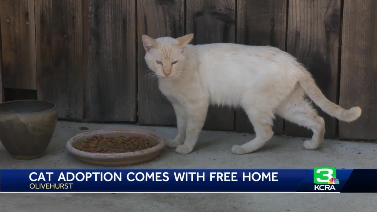 Cat adoption comes with free Northern California home - YouTube