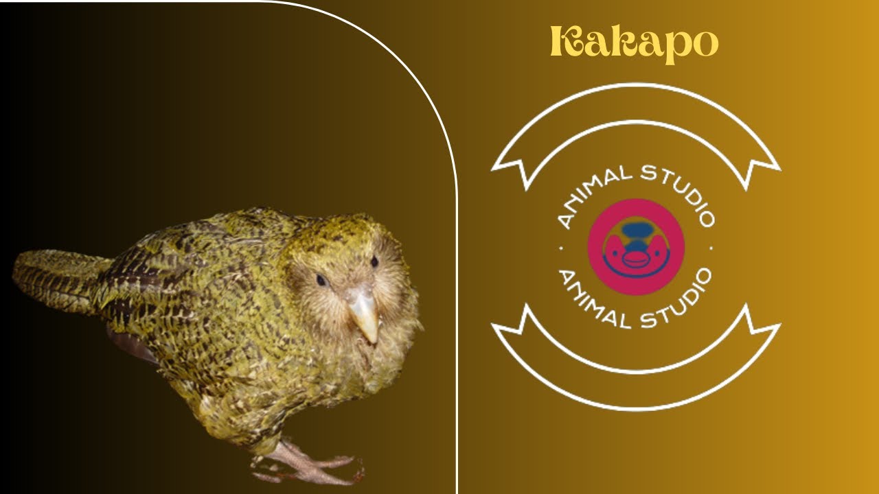 The Unique Kakapo: Quick Facts about the World's Heaviest Parrot - YouTube