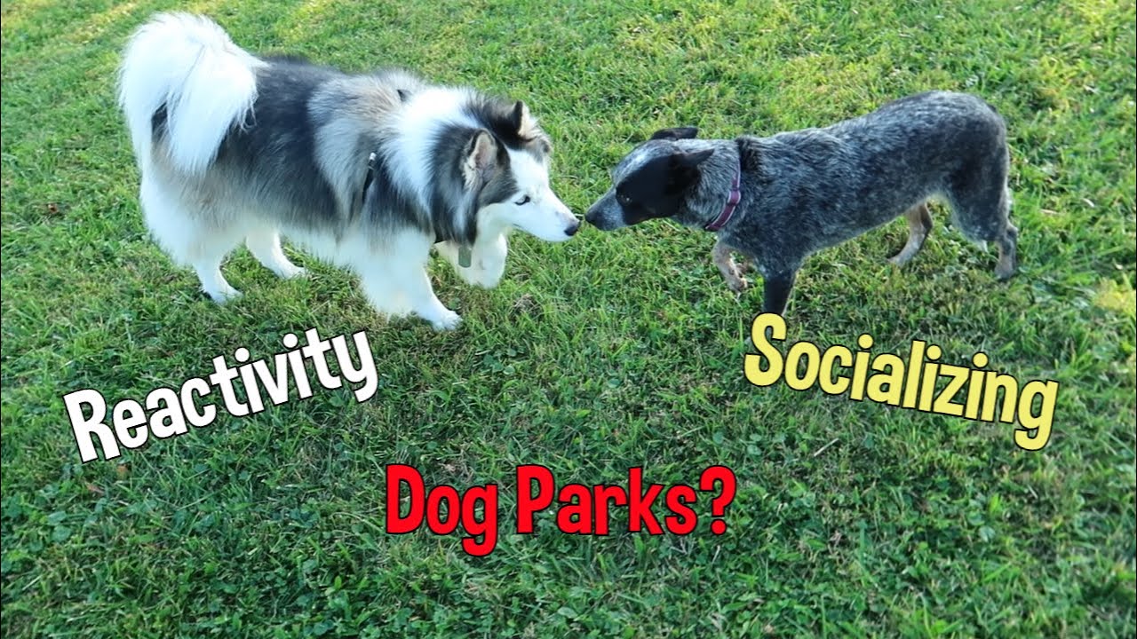 Socializing & Reactivity Tips At The Dog Park With Gypsy! - YouTube