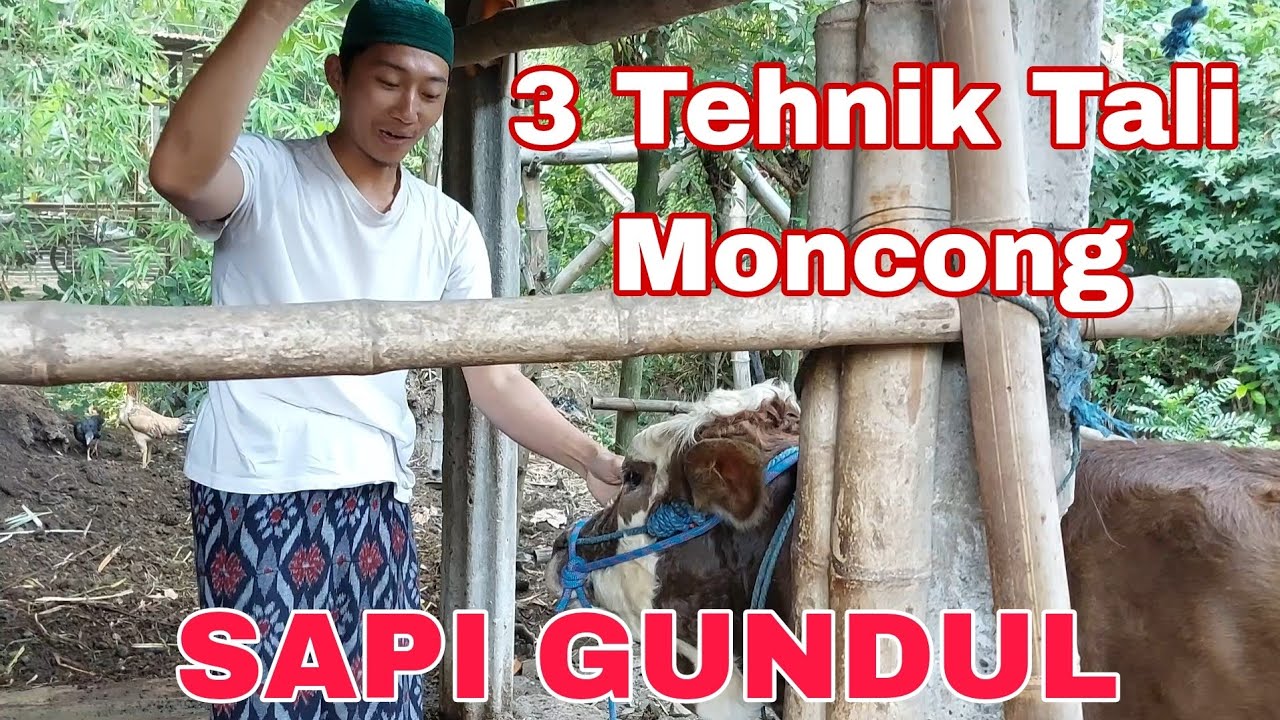 Penting !!! 3 Tehnik Tali Moncong / Brangus sapi Gundul / Dugul tanpa ...