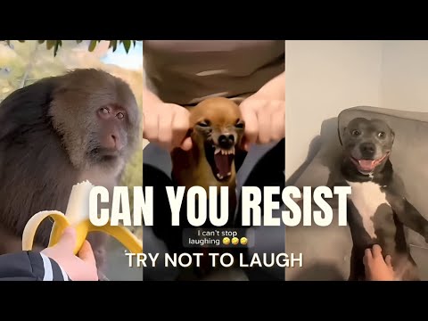 "Try Not to Laugh Challenge! Can You Resist These Hilarious Moments? 😂 ...