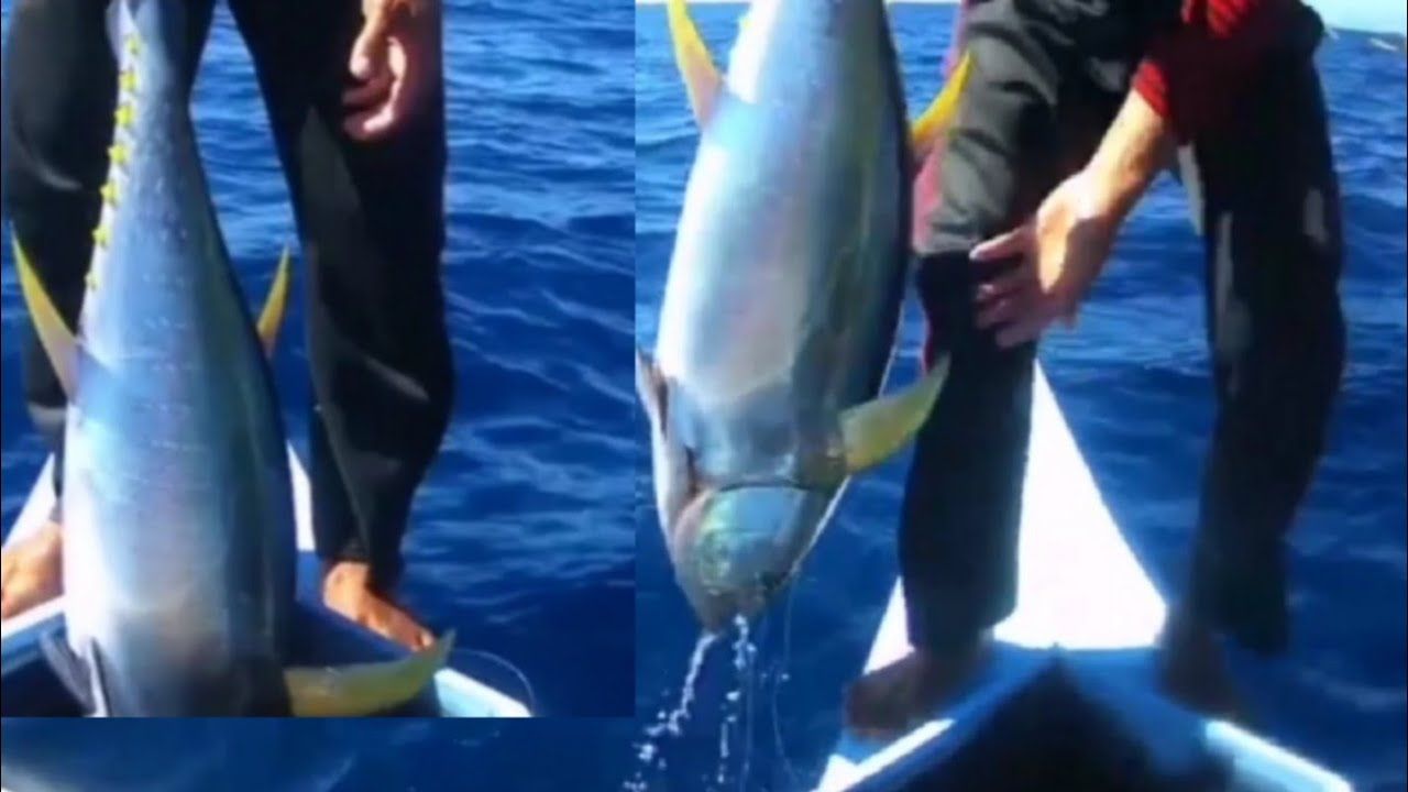 AMAZING TUNA FISHING / YELLOWFIN TUNA / PHILIPPINES - YouTube