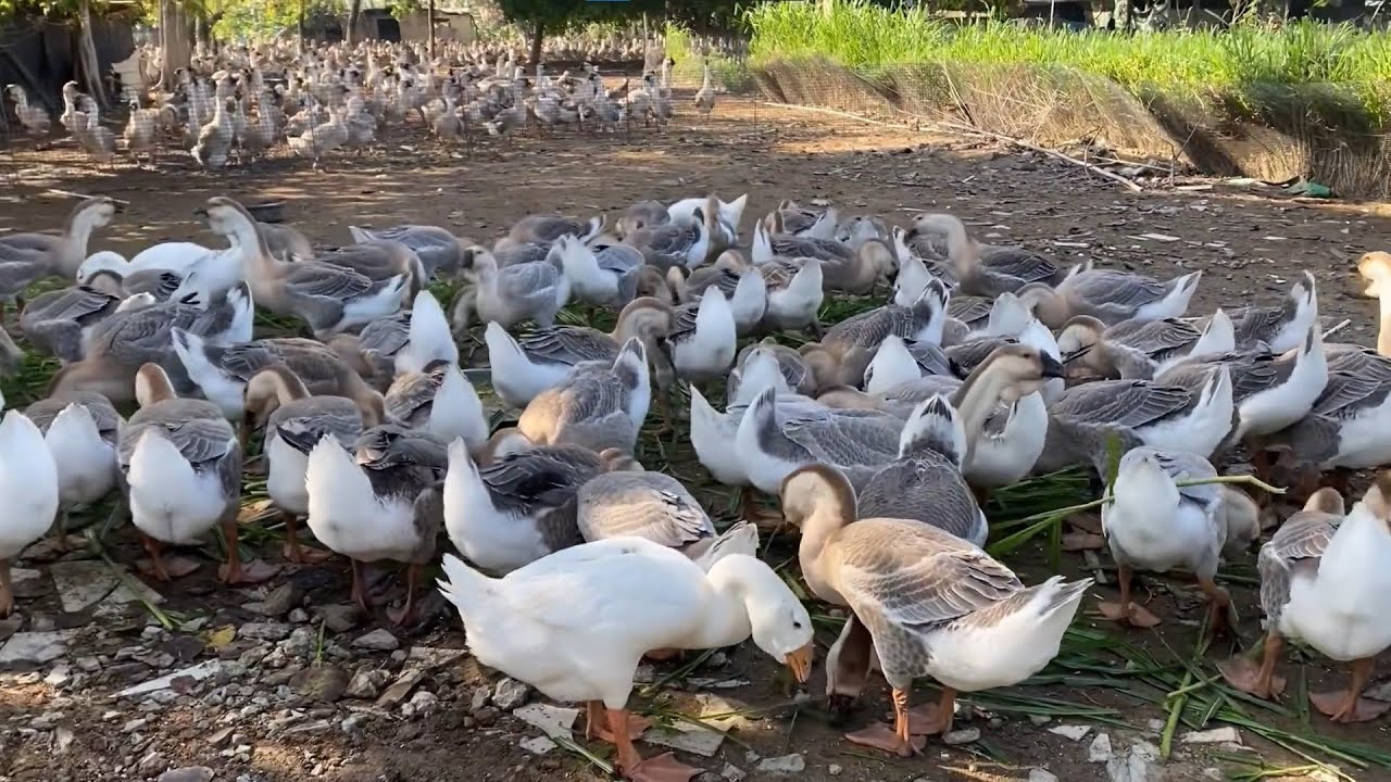 Farm Life | Daily work on the goose farm, taking care of the goose ...