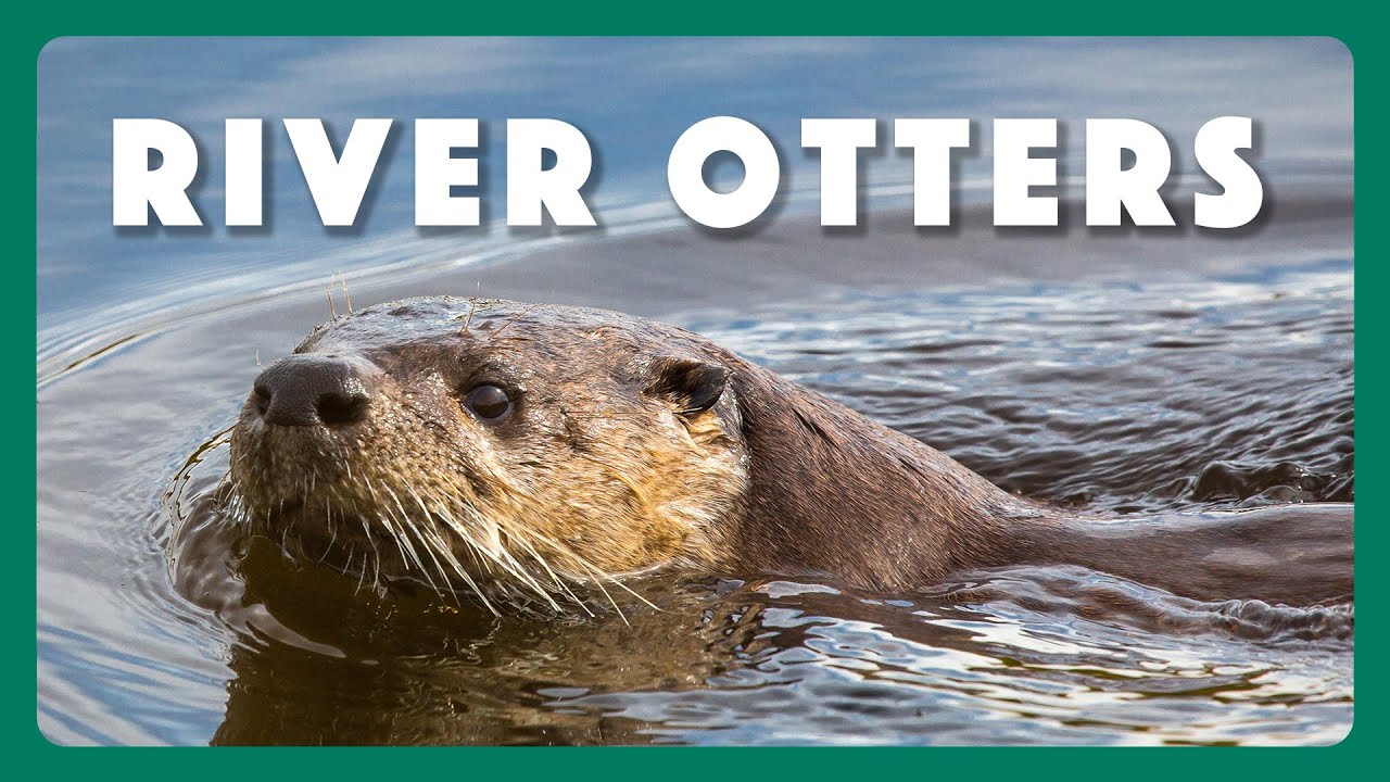 River Otters in Texas - YouTube