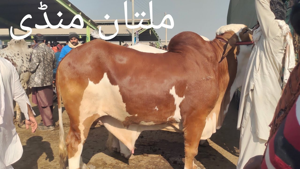 Multan Mandi khubsurat heavy vate bachade - YouTube