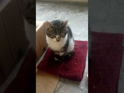 Minik Kedi Yakışıklı Yeşil Gözlü Moral Verme Çabaları, Yağmur Yağınca Biraz Morali Bozuldu.