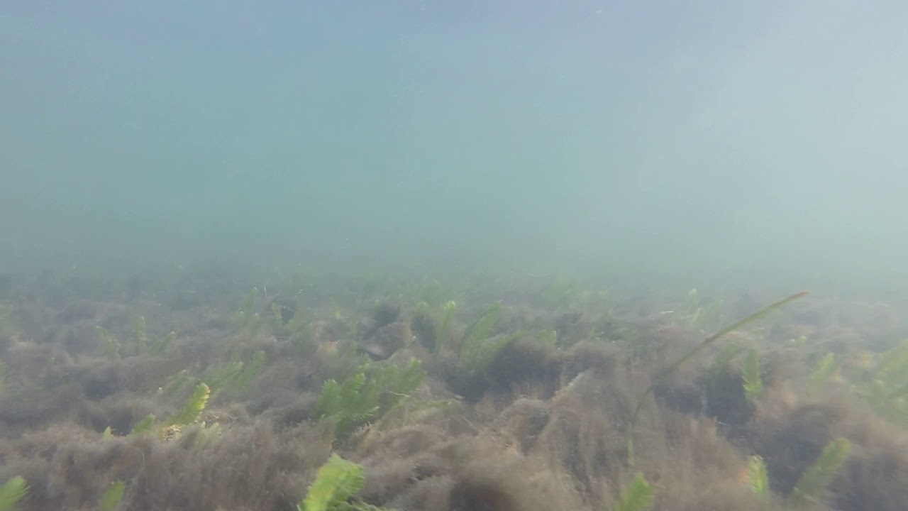 Pumicestone Passage seagrasses choked with snotweed - YouTube