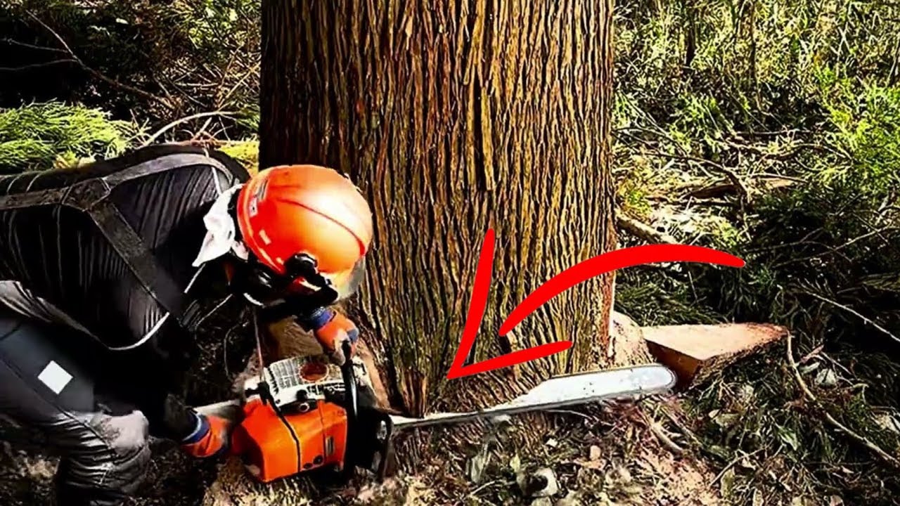 How the Japanese Cut Down Trees: Technology, Traditions, and ...