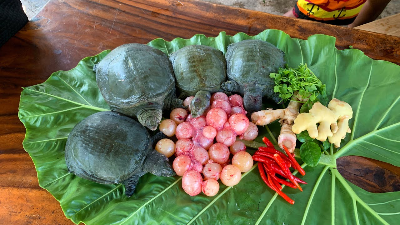 Cooking Turtle 2023 - YouTube