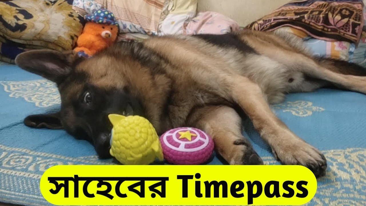 german shepherd dog playing video | german shepherd dog play new toys ...