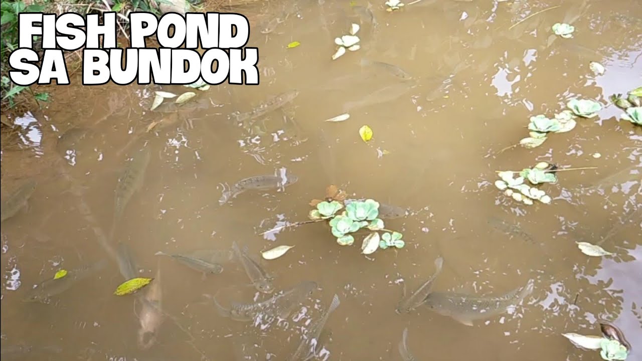 😲WOW FISH POND SA BUNDOK 😲 - YouTube