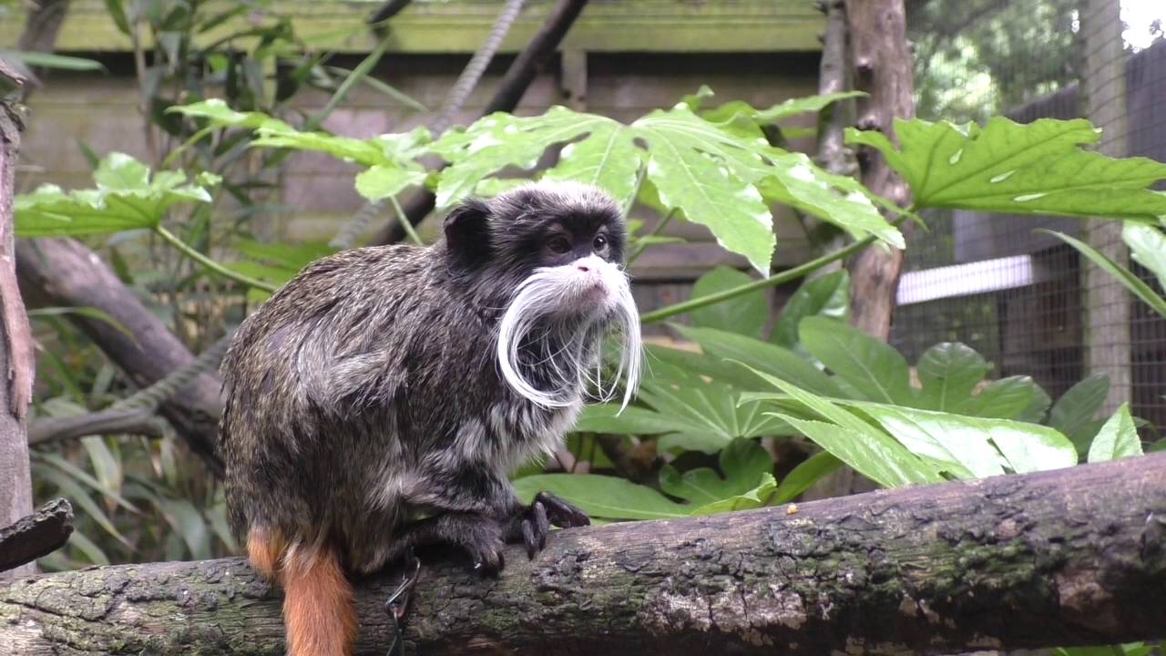Emperor Tamarin, Shaldon Zoo (18th June 2016) - YouTube