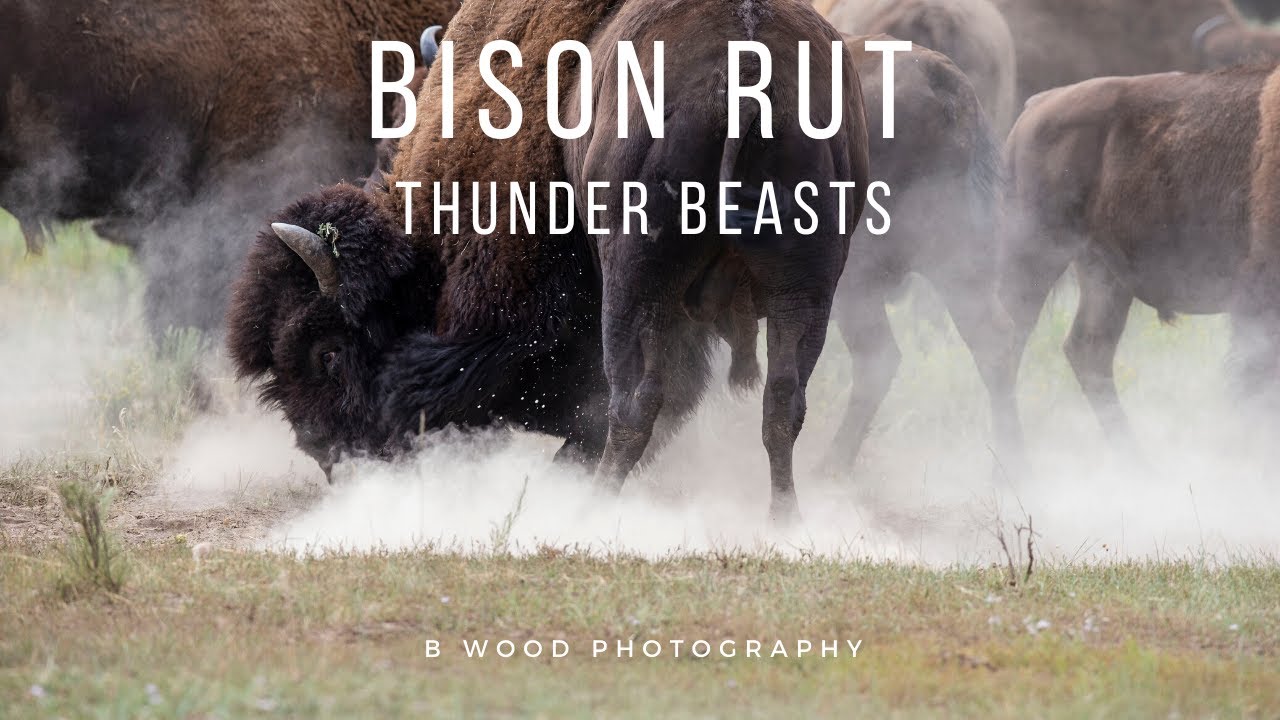 Bison Rut - Thunder Beasts | Yellowstone National Park - YouTube