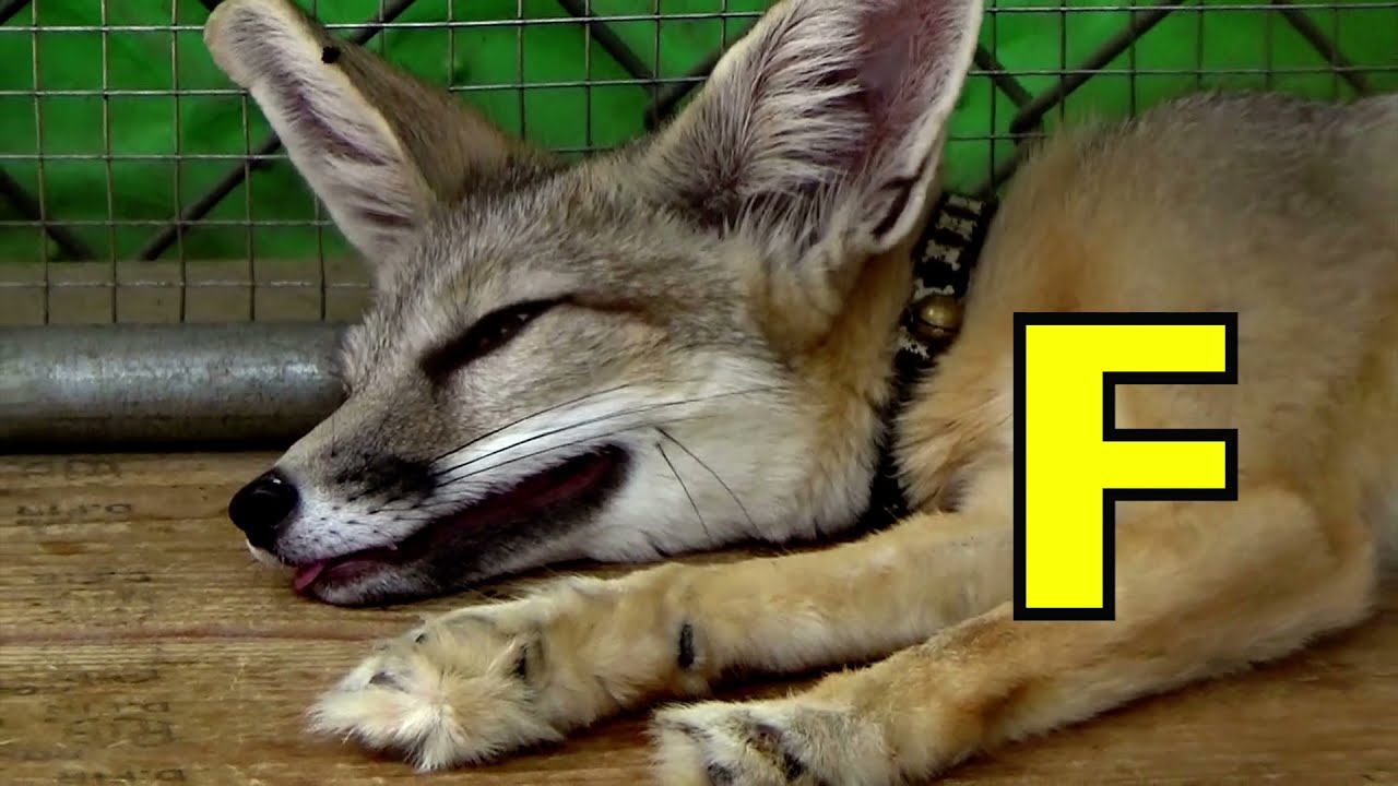 ALPHABET ANIMALS - PHONICS - ALPHABET SONG (Part 55) Toddlers ...