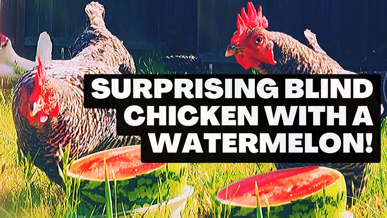 Surprising blind hen with a watermelon - YouTube