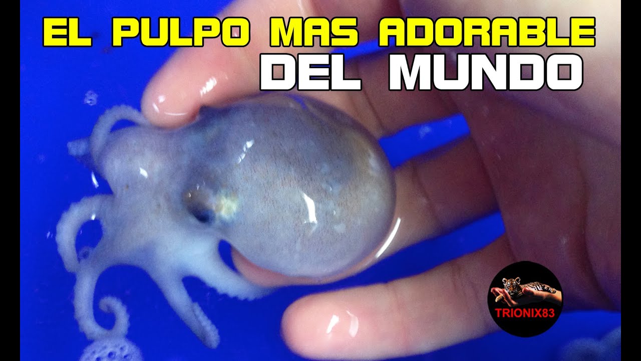 El Pulpo más adorable del mundo (Especies de Pulpos) - YouTube