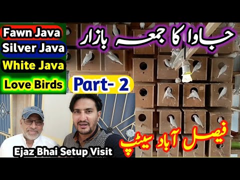 Fawn Java Breeding Setup | Albino Red Eyes | Dove Mutation | Full Orange Finch | Breeding Aviary ...