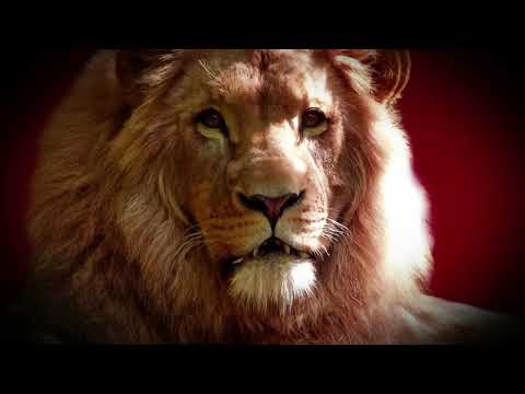 Amazing 4k lion | Big Cat 4k What'sapp status video