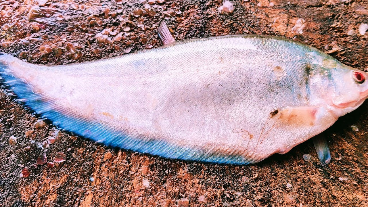 Sheetal Mass cutting Chitala fish cutting #viral #fiscutting #seafood # ...