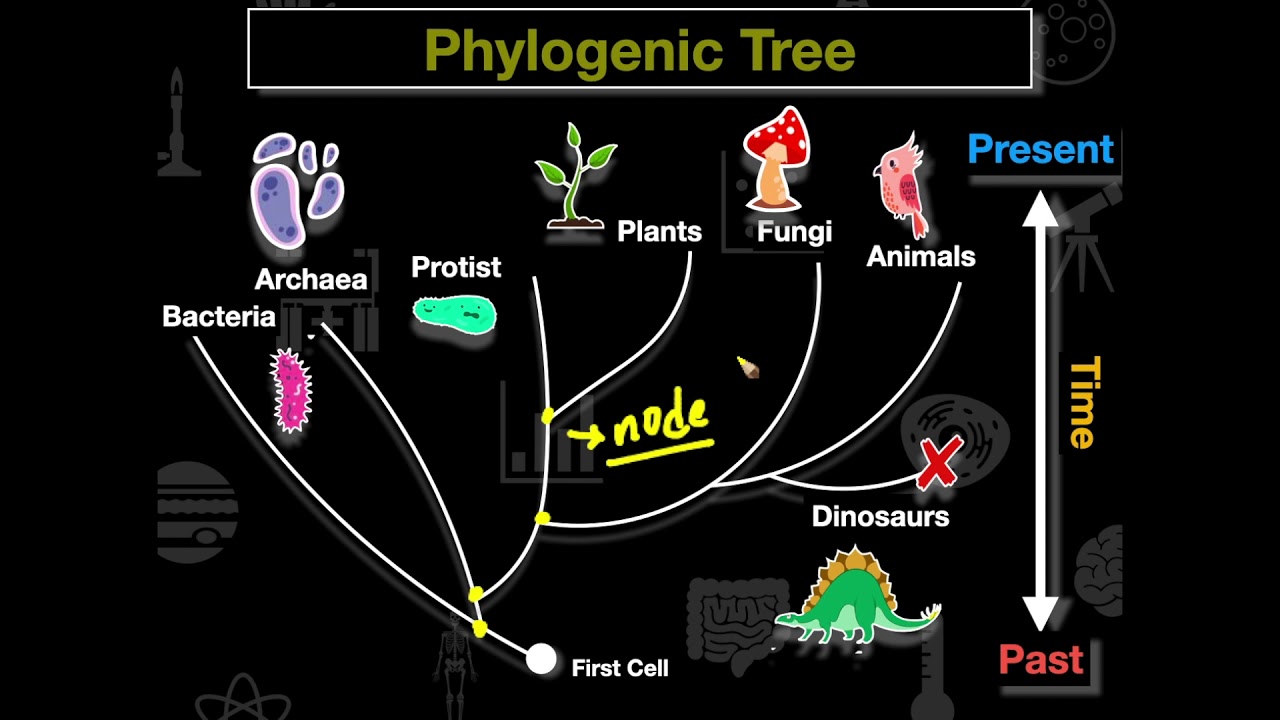 Evolution from Common Descent - YouTube