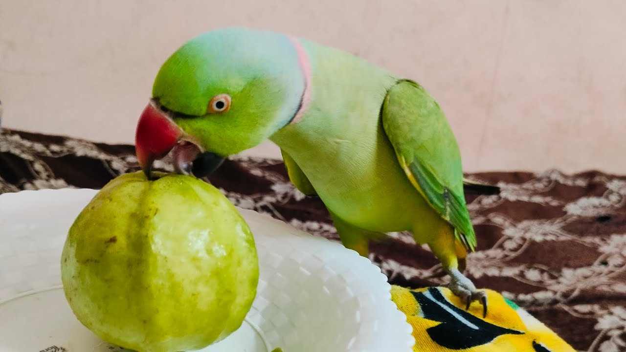 Parrot eating guava /Mitthu Kha Raha Hai amrud / parrot eating amrud # ...