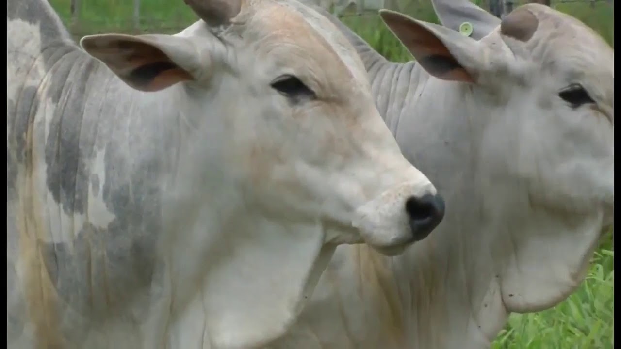 CREACION DE LA PROVINCIA ANGEL SANDOVAL - YouTube