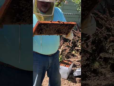 Bees test - YouTube